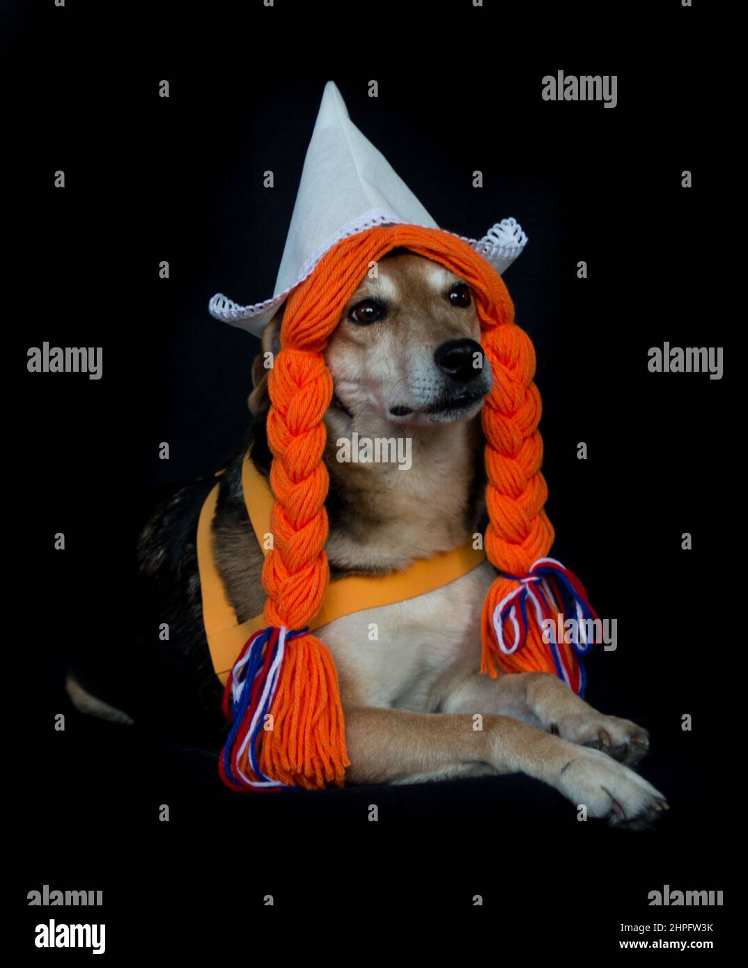 a mongrel dog with braids and a dutch hat Stock Photo - Alamy