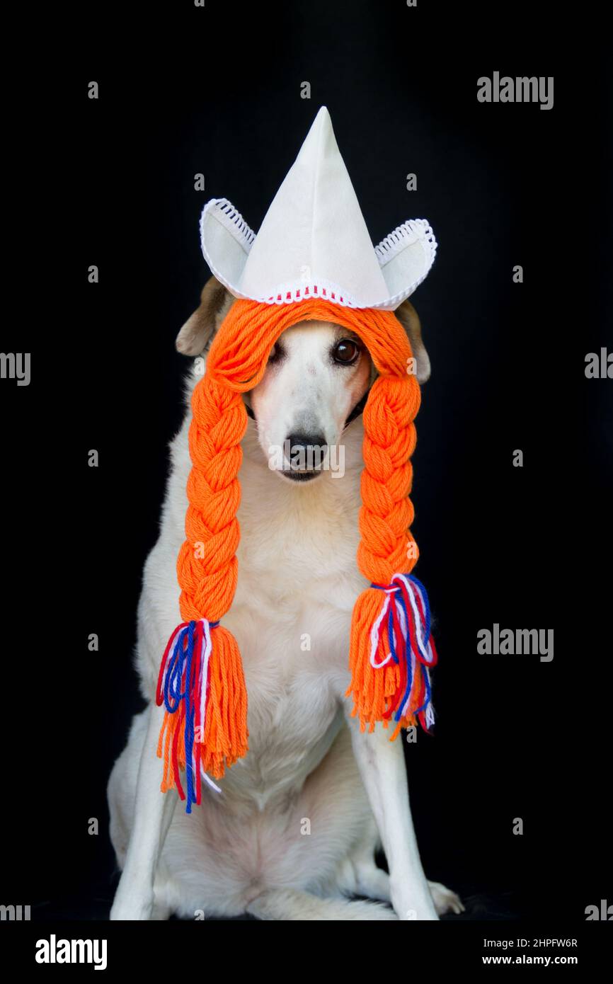 a mongrel dog with braids and a dutch hat Stock Photo - Alamy