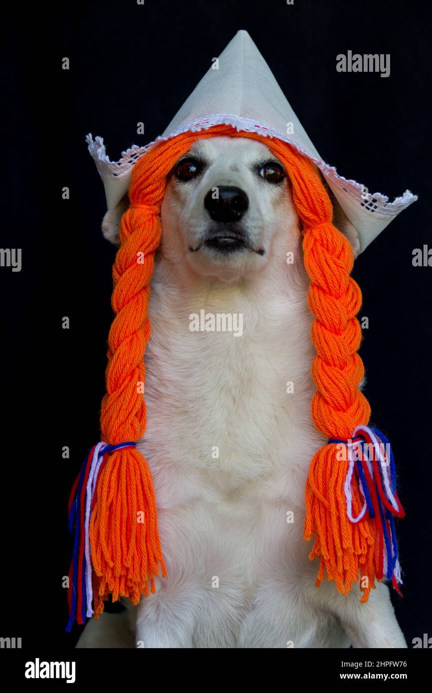 a mongrel dog with braids and a dutch hat Stock Photo - Alamy