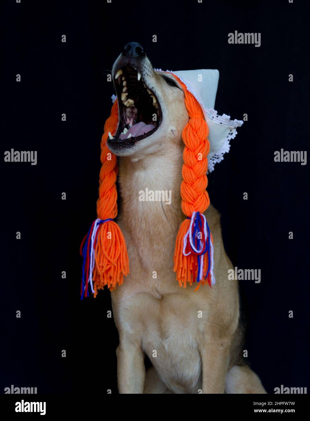 a mongrel dog with braids and a dutch hat Stock Photo - Alamy
