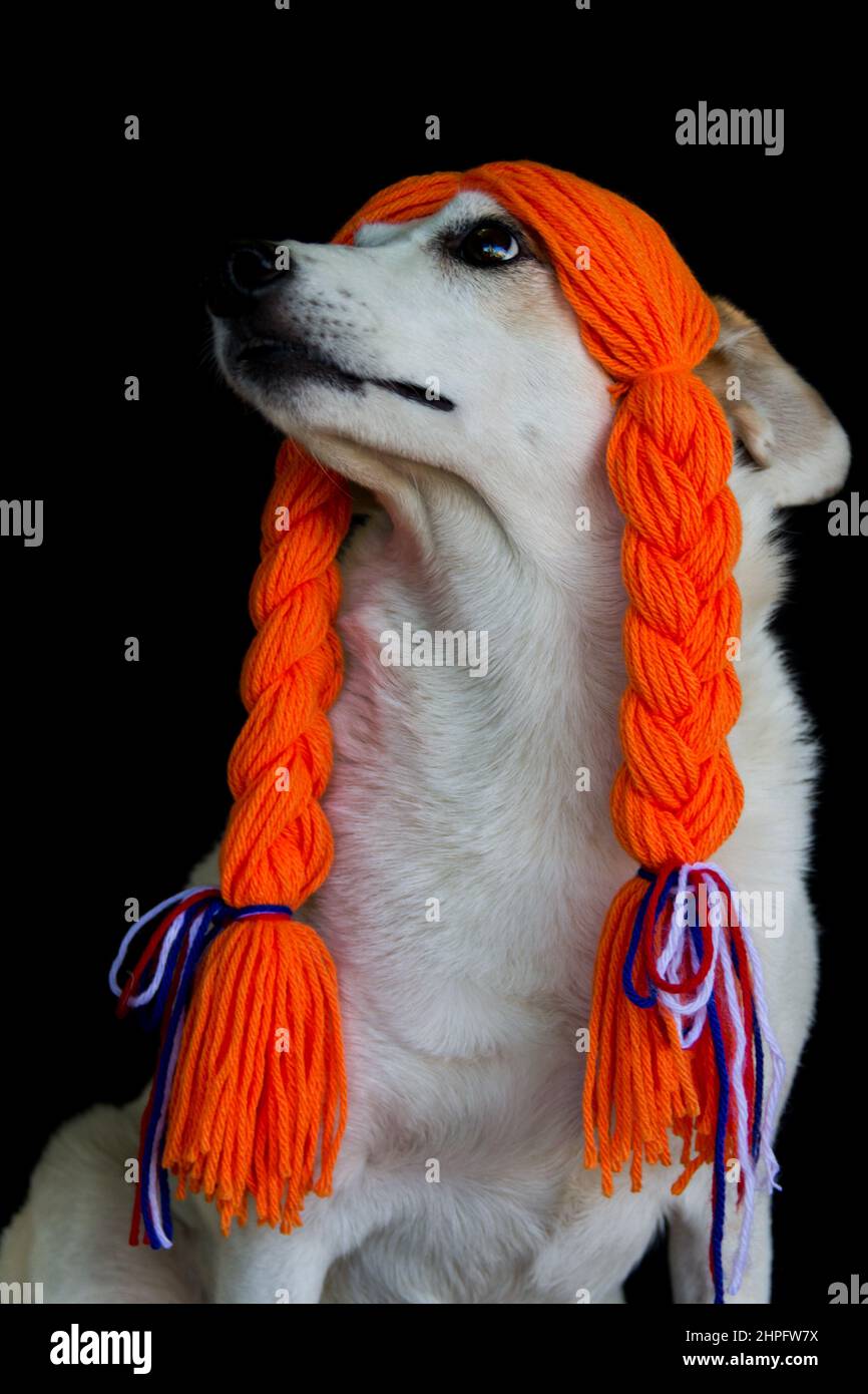 Mestizo dog with braids and orange balls celebrating the Koningsdag ...