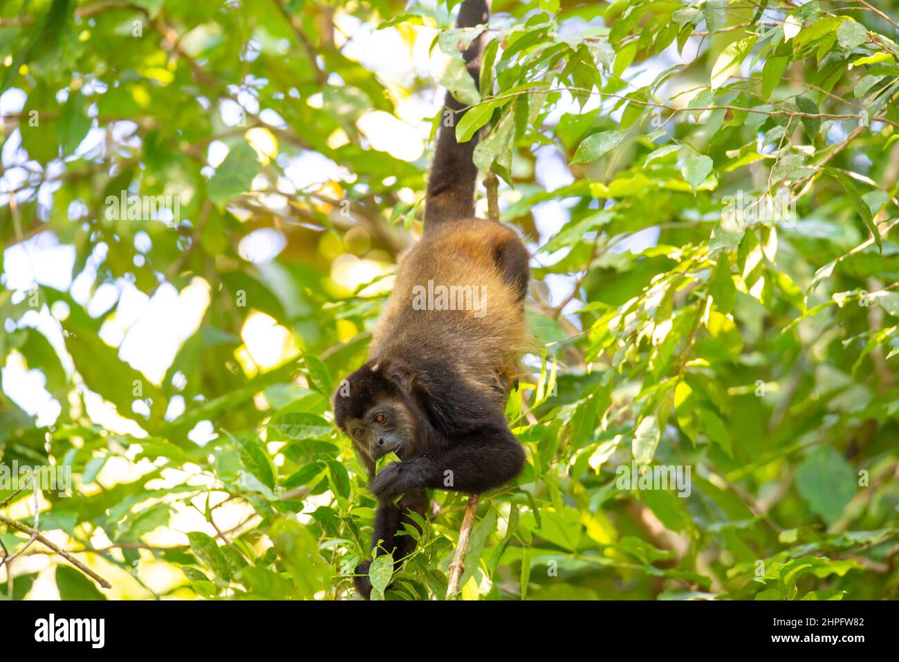 Howler monkey, Mantled howler, Alouatta palliata with a baby eating ...
