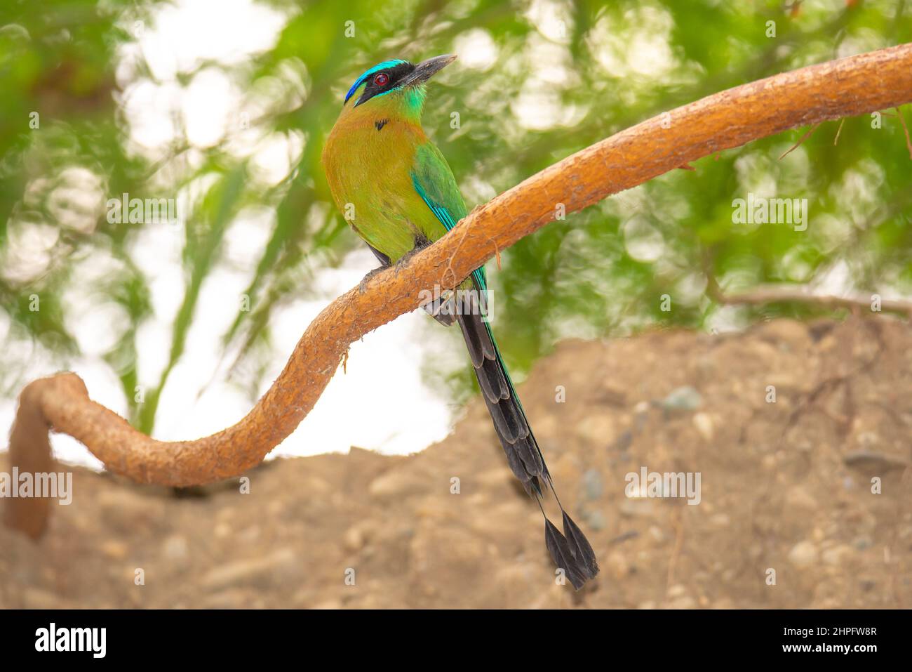 Brilliant, colorful, exotic bird in the jungle. Momot, Momotus lessonii ...