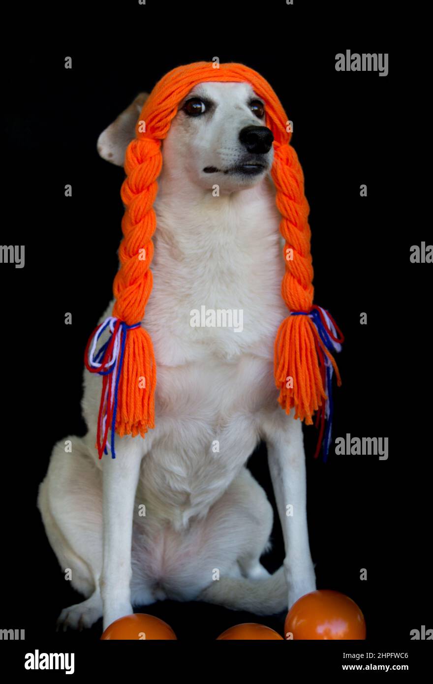 Mestizo dog with braids and orange balls celebrating the Koningsdag ...