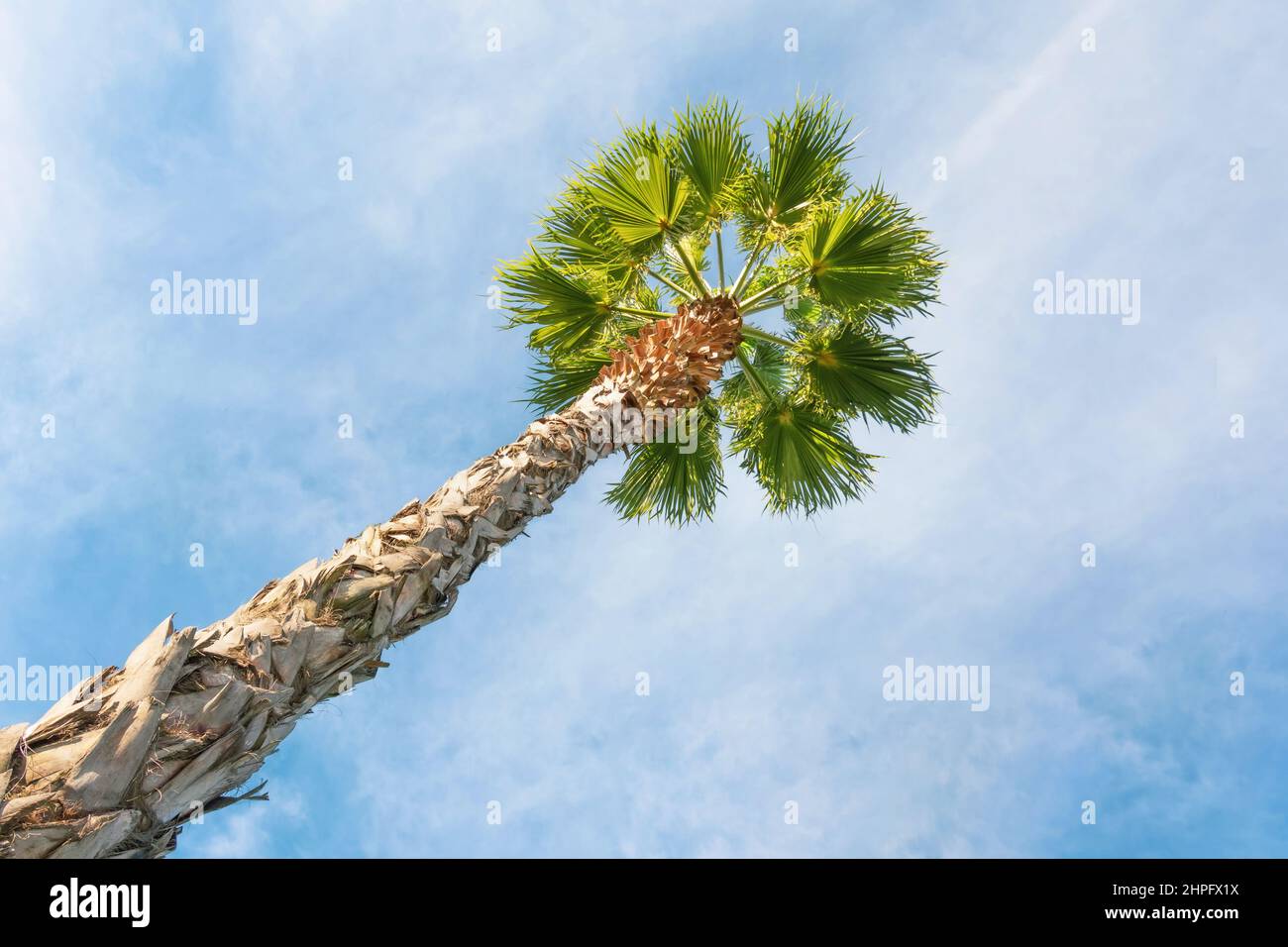 Lonely palm tree hi-res stock photography and images - Alamy