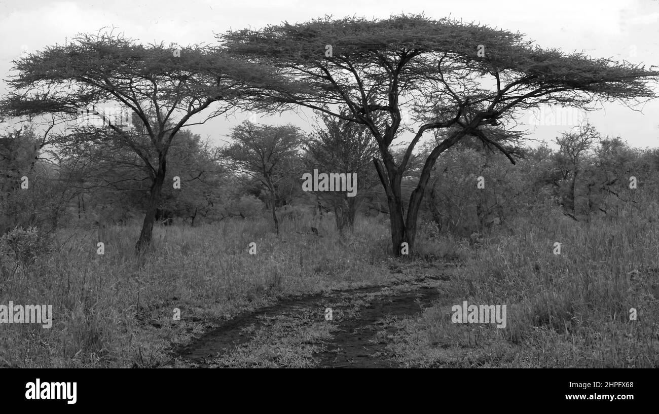 Umbrella thorn trees (Acacia tortilis Stock Photo - Alamy