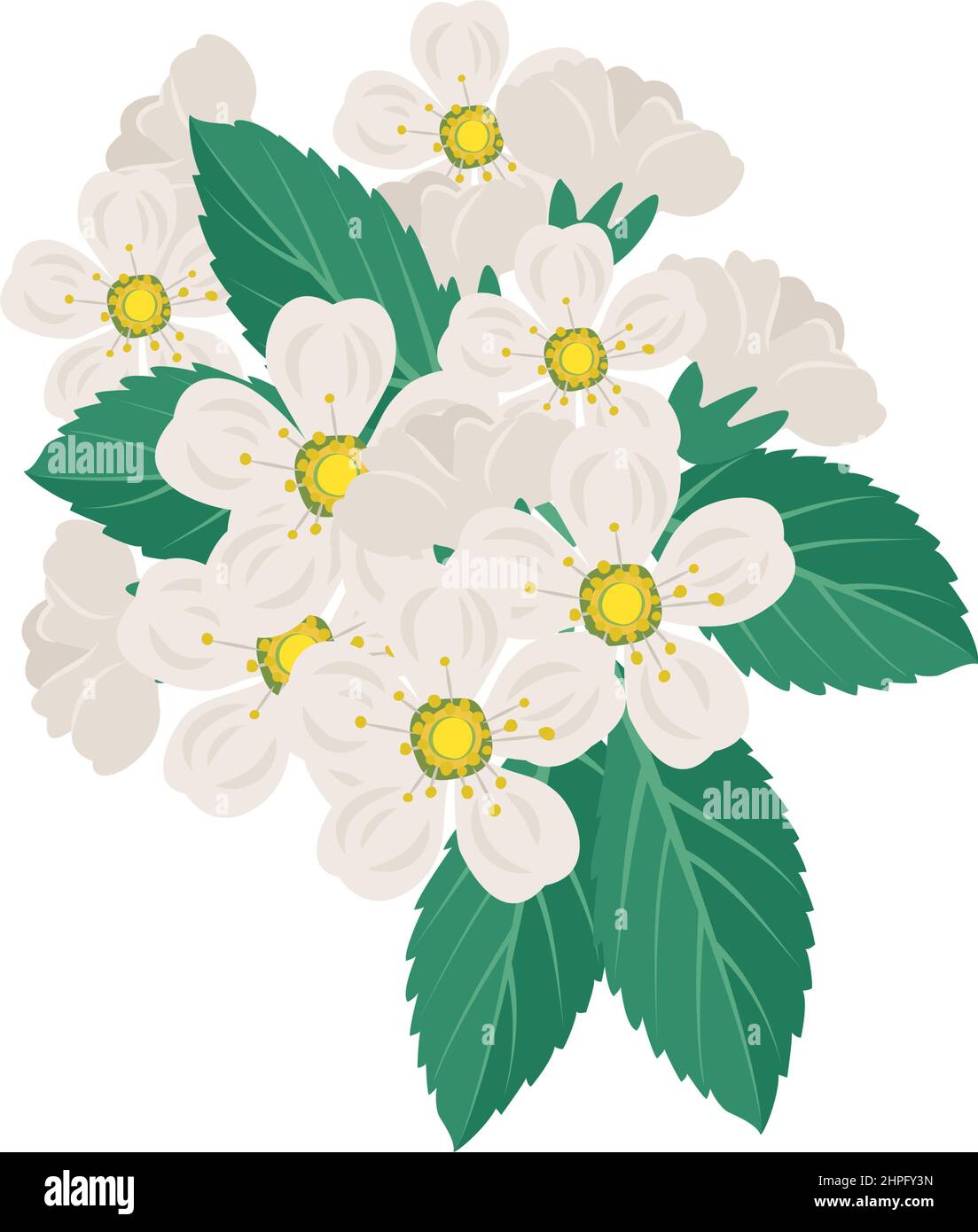 Jasmine fruit Stock Vector Images - Alamy