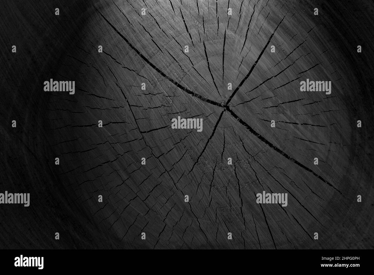 texture of cut tree trunk Stock Photo - Alamy