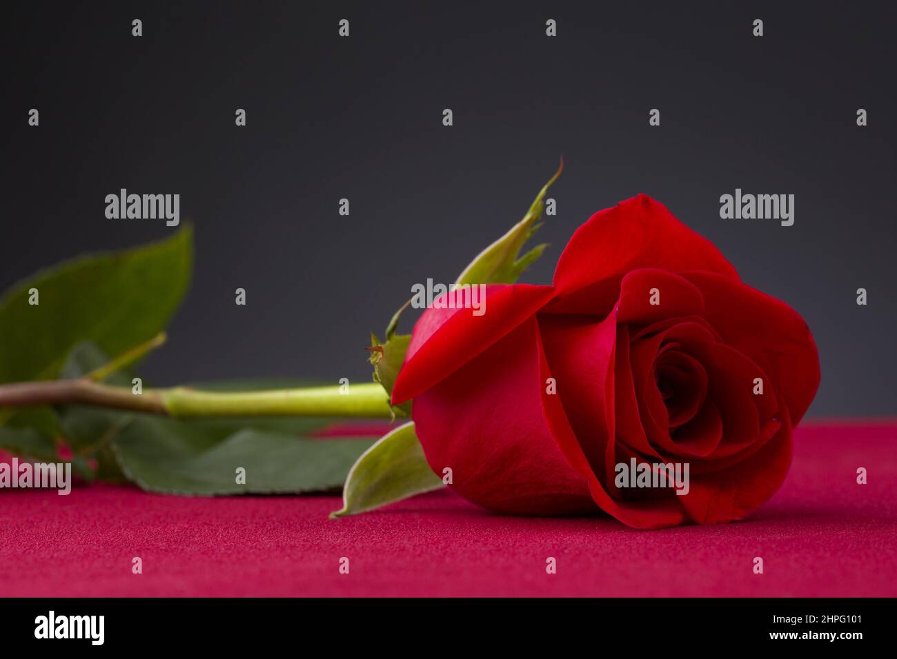 shot of a red rose Stock Photo - Alamy