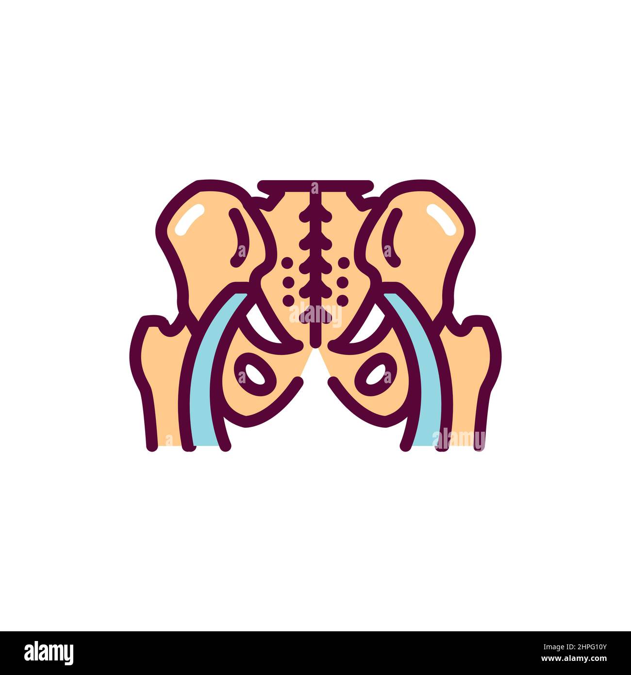 Pelvis anatomy clipart hi-res stock photography and images - Alamy