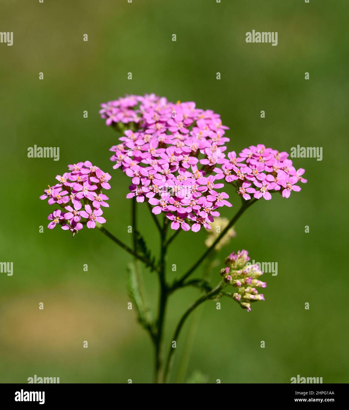 Schafgarbe, Achillea millefolium, ist eine wichtige Heil- und ...