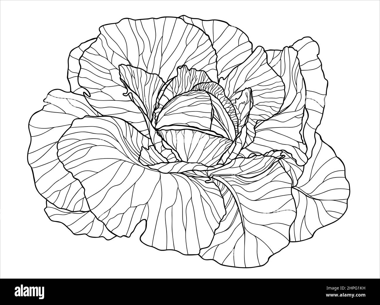 white cabbage with big leaves sketch for coloring Stock Vector Image ...