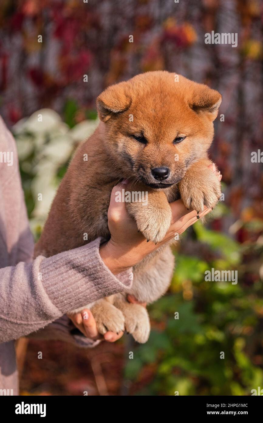 Shiba inu puppies hi-res stock photography and images - Alamy