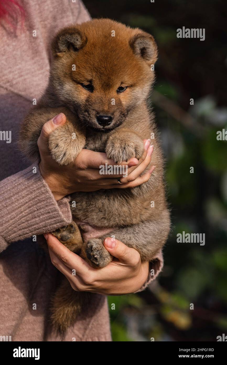 small little shiba inu puppies Stock Photo - Alamy