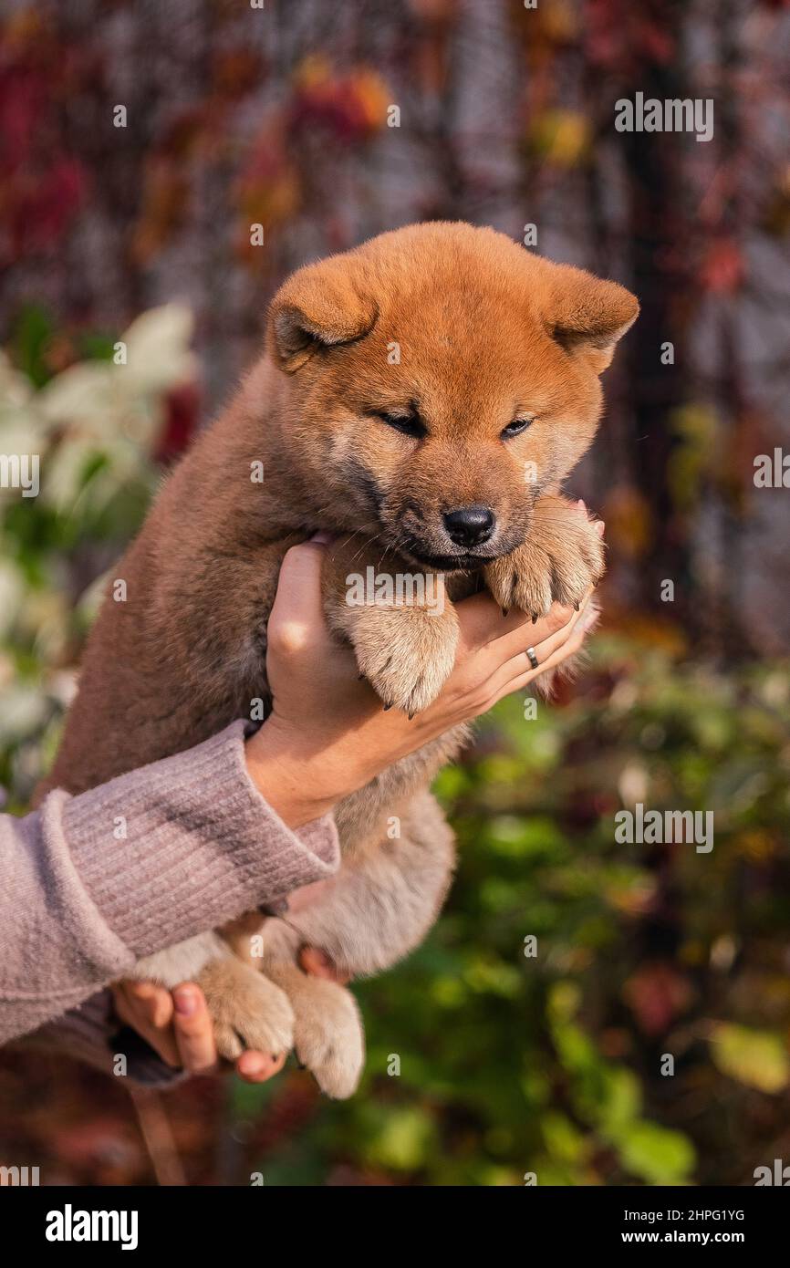 small little shiba inu puppies Stock Photo - Alamy