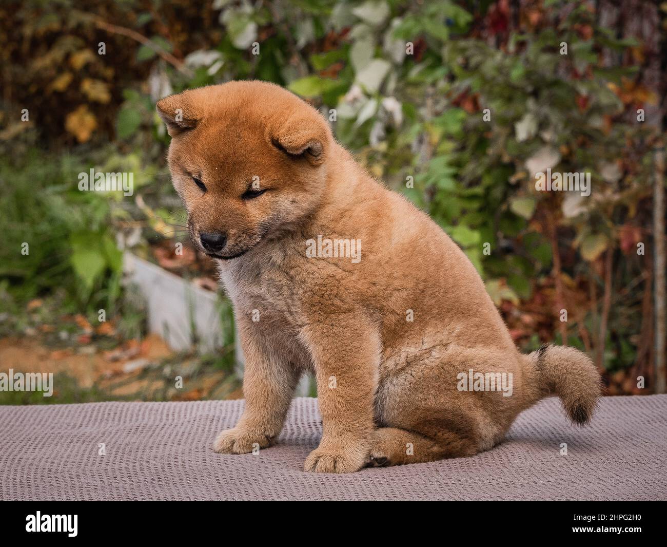 small little shiba inu puppies Stock Photo - Alamy