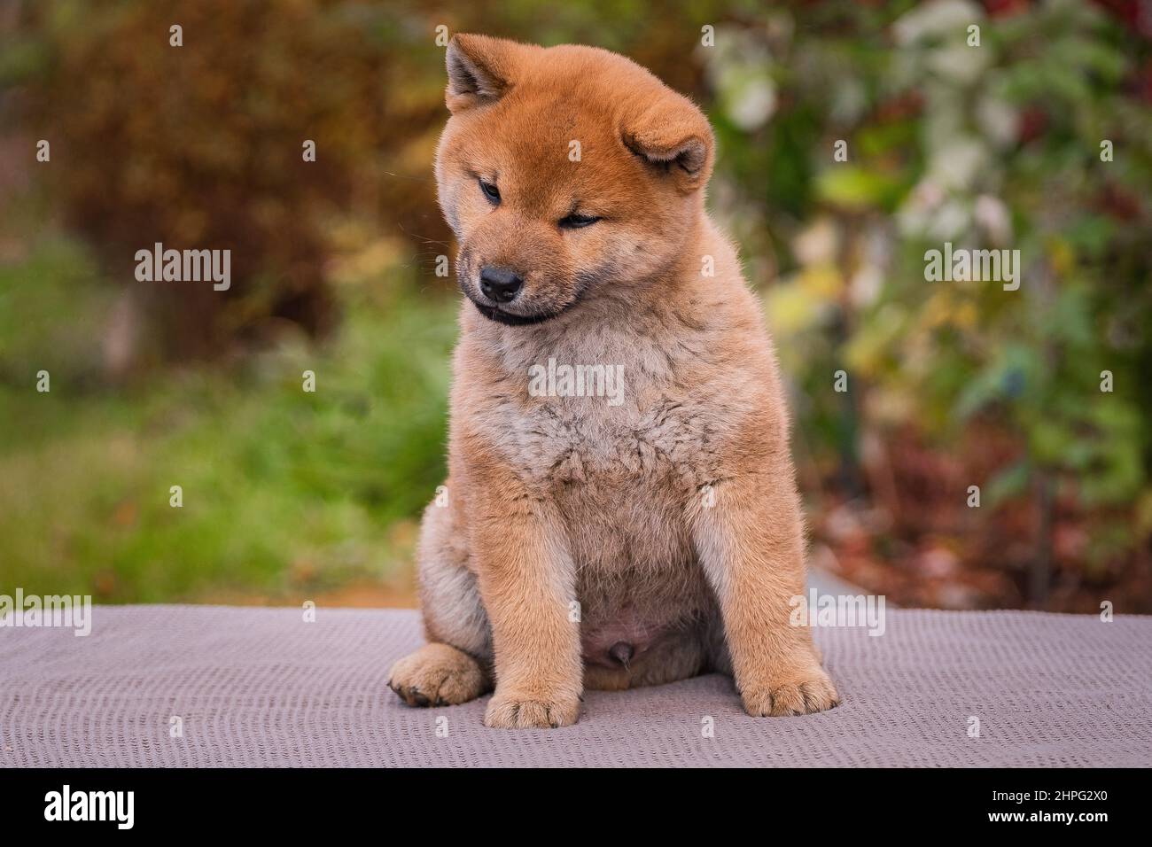 small little shiba inu puppies Stock Photo - Alamy