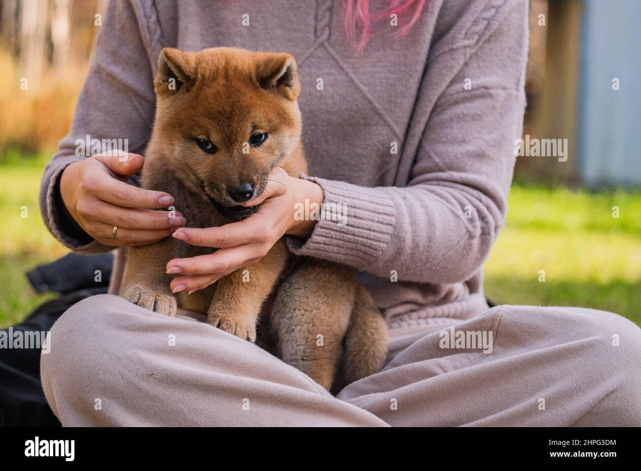 Cute little shiba inu hi-res stock photography and images - Alamy