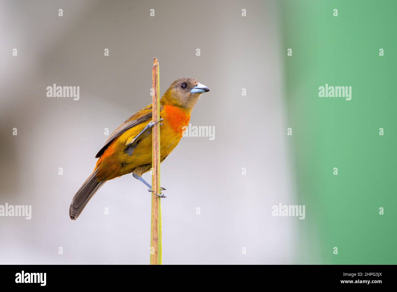 Scarlet-rumped tanager female in a branch, Ramphocelus passerinii Stock ...