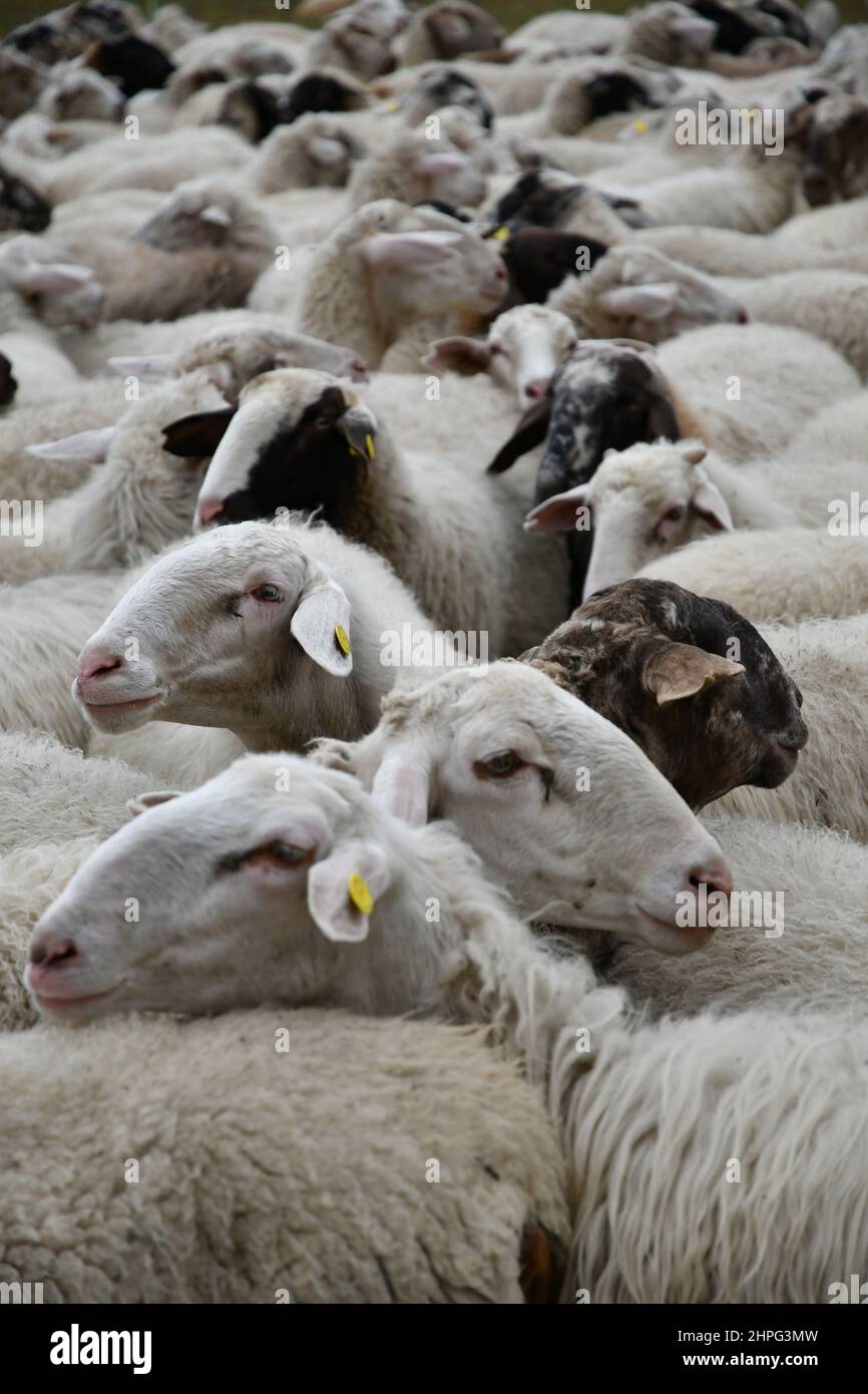 The life of the sheep in the Italian countryside Stock Photo - Alamy