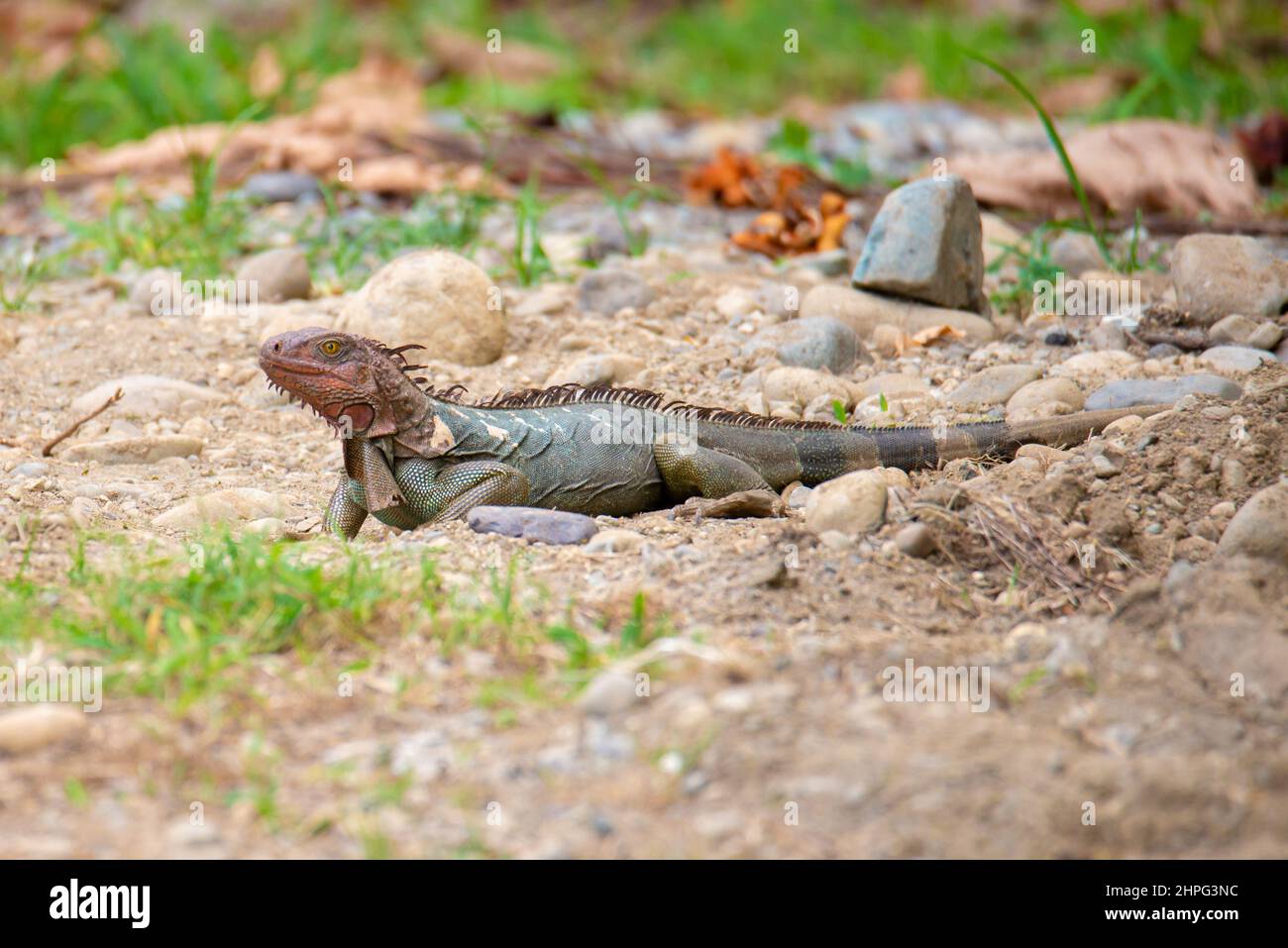 Iguana roja hi-res stock photography and images - Alamy