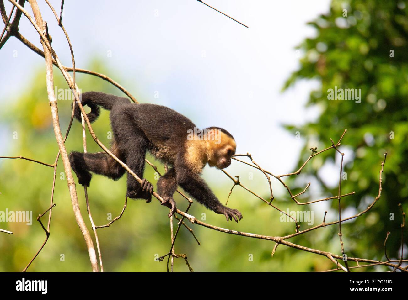 White-faced capuchin, Cebus capucinus, in a tree in the jungle Stock ...
