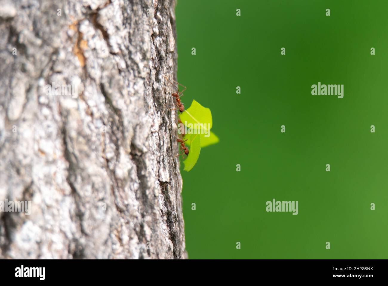Leafcutter ant plant hi-res stock photography and images - Alamy