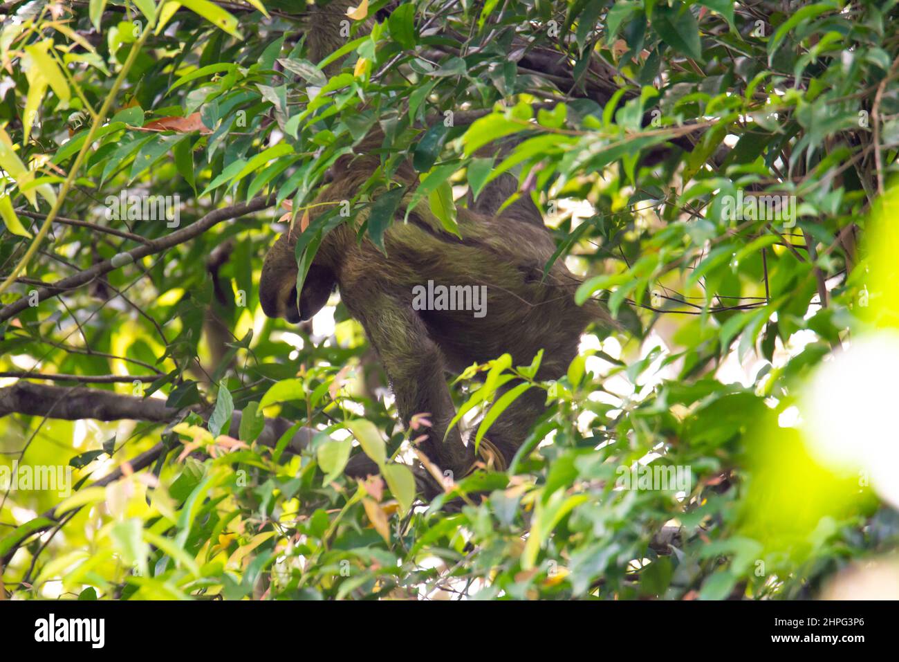 Three toed sloth sleeping hi-res stock photography and images - Alamy