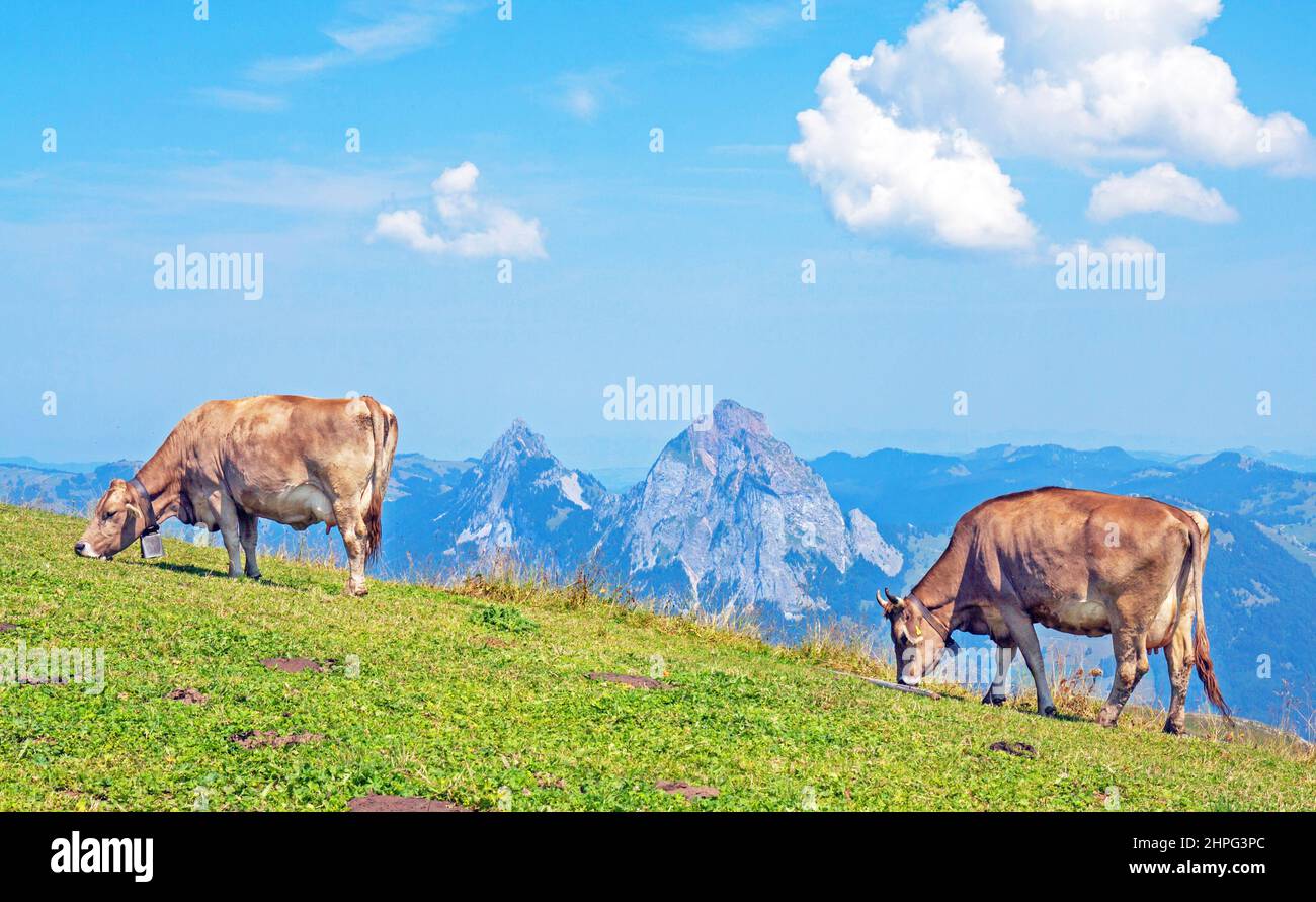 Swiss cows in an alpine meadow Stock Photo - Alamy