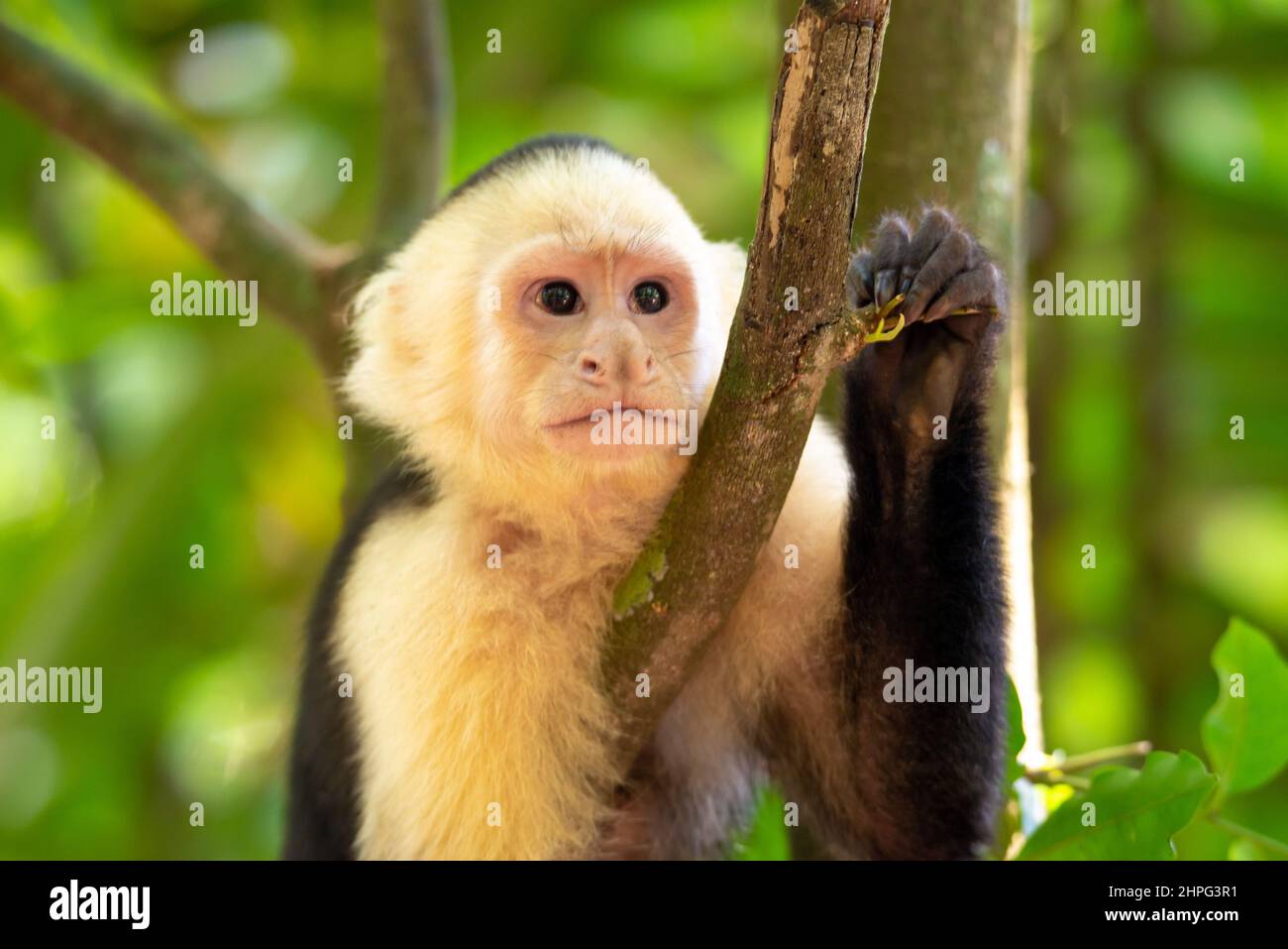 White-faced capuchin, Cebus capucinus, portrait in the jungle Stock ...