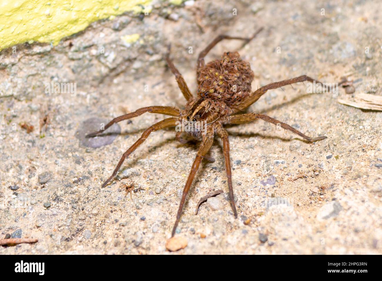 Spider with offspring, babies, in the back Stock Photo - Alamy