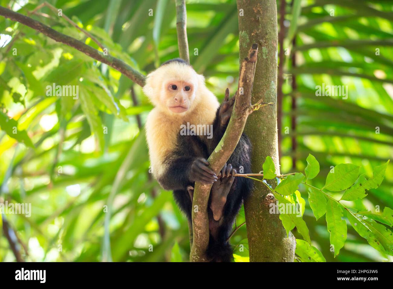 White-faced capuchin, Cebus capucinus, in a tree in the jungle Stock ...