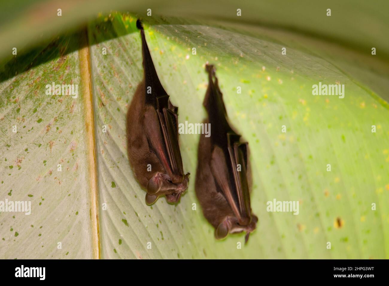 Leaf-nosed bat under a leaf. Exotic bats in the jungle Stock Photo - Alamy