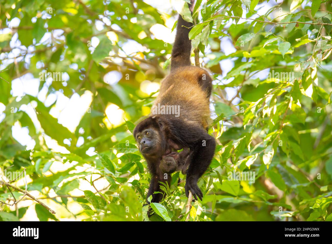 Howler monkey, Mantled howler, Alouatta palliata with a baby. Monkey ...