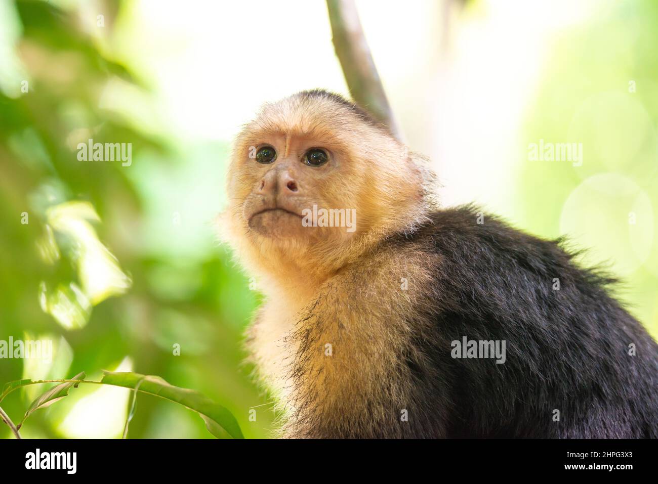 White-faced capuchin, Cebus capucinus, portrait in the jung Stock Photo ...
