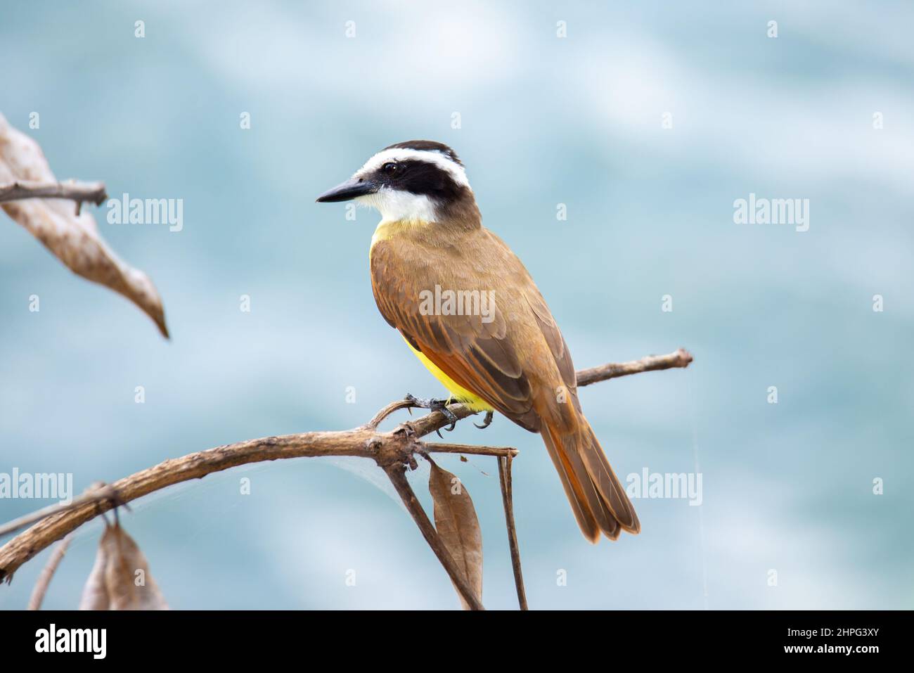 great kiskadee Pitangus sulphuratus in a branch. Exotic bird Stock ...