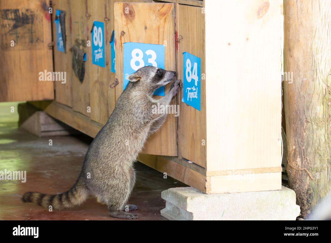 Animal And Person Stealing