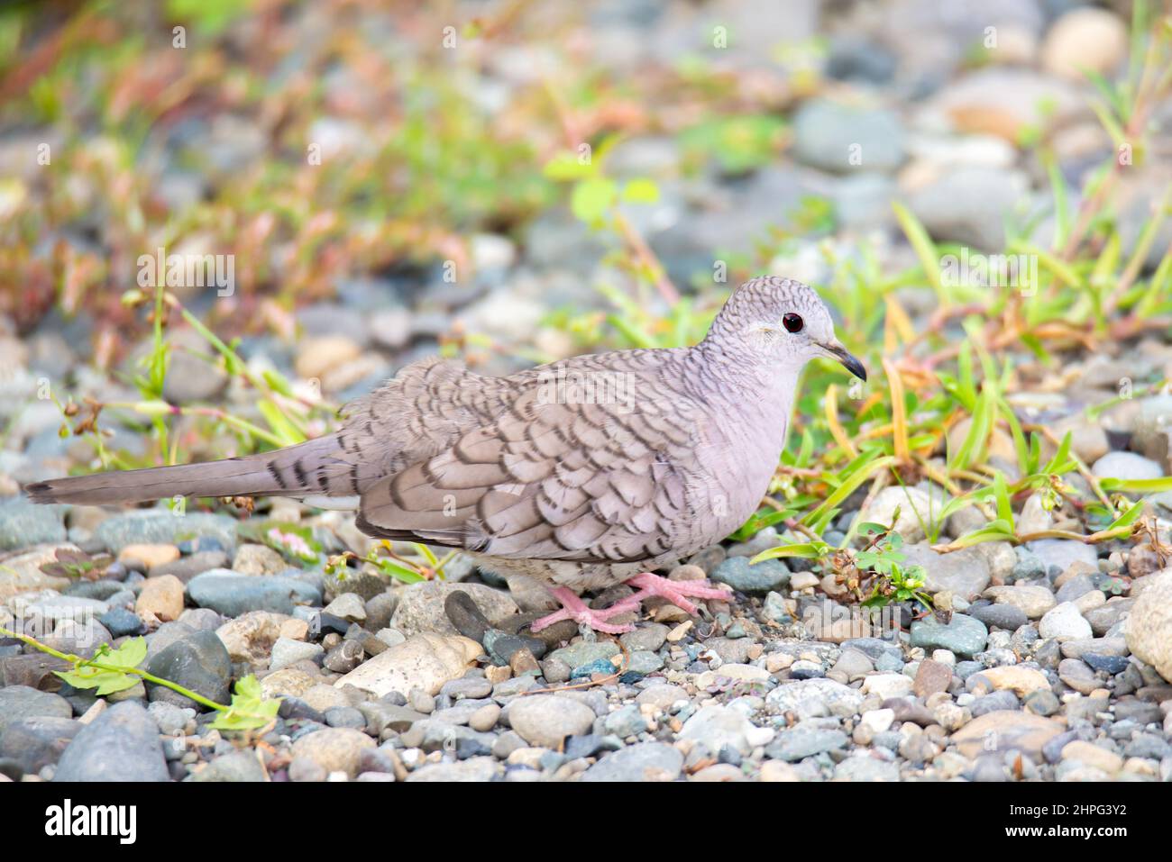 Small dove, Inca dove or Mexican dove, Columbina inca Stock Photo - Alamy