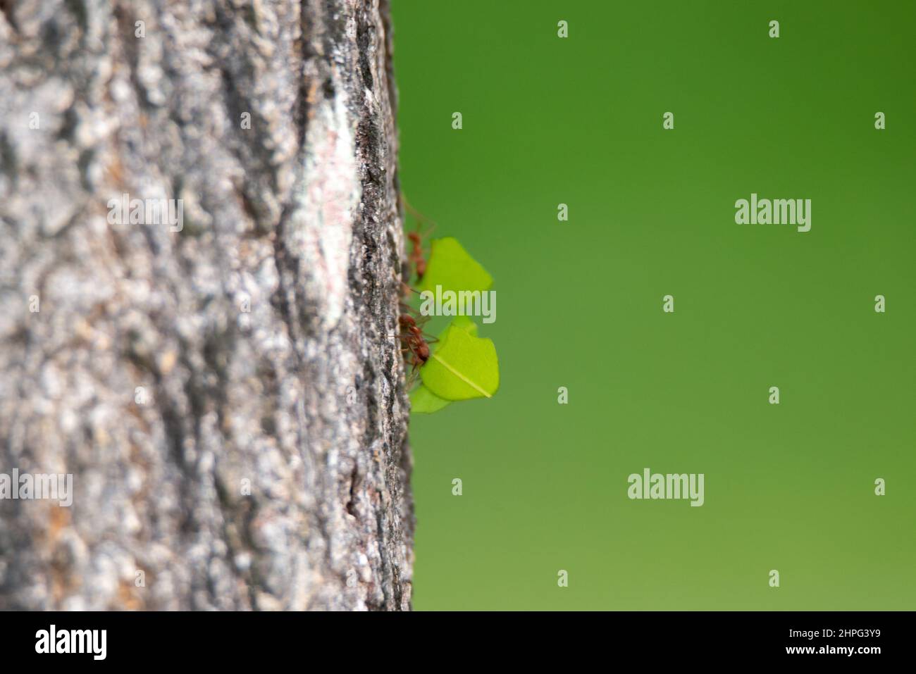 Leafcutter ant plant hi-res stock photography and images - Alamy