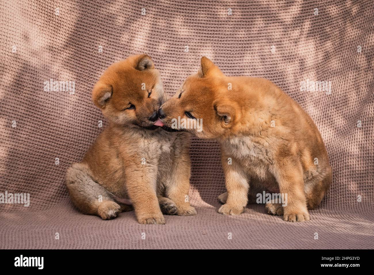 Beautiful shiba inu puppies hi-res stock photography and images - Alamy