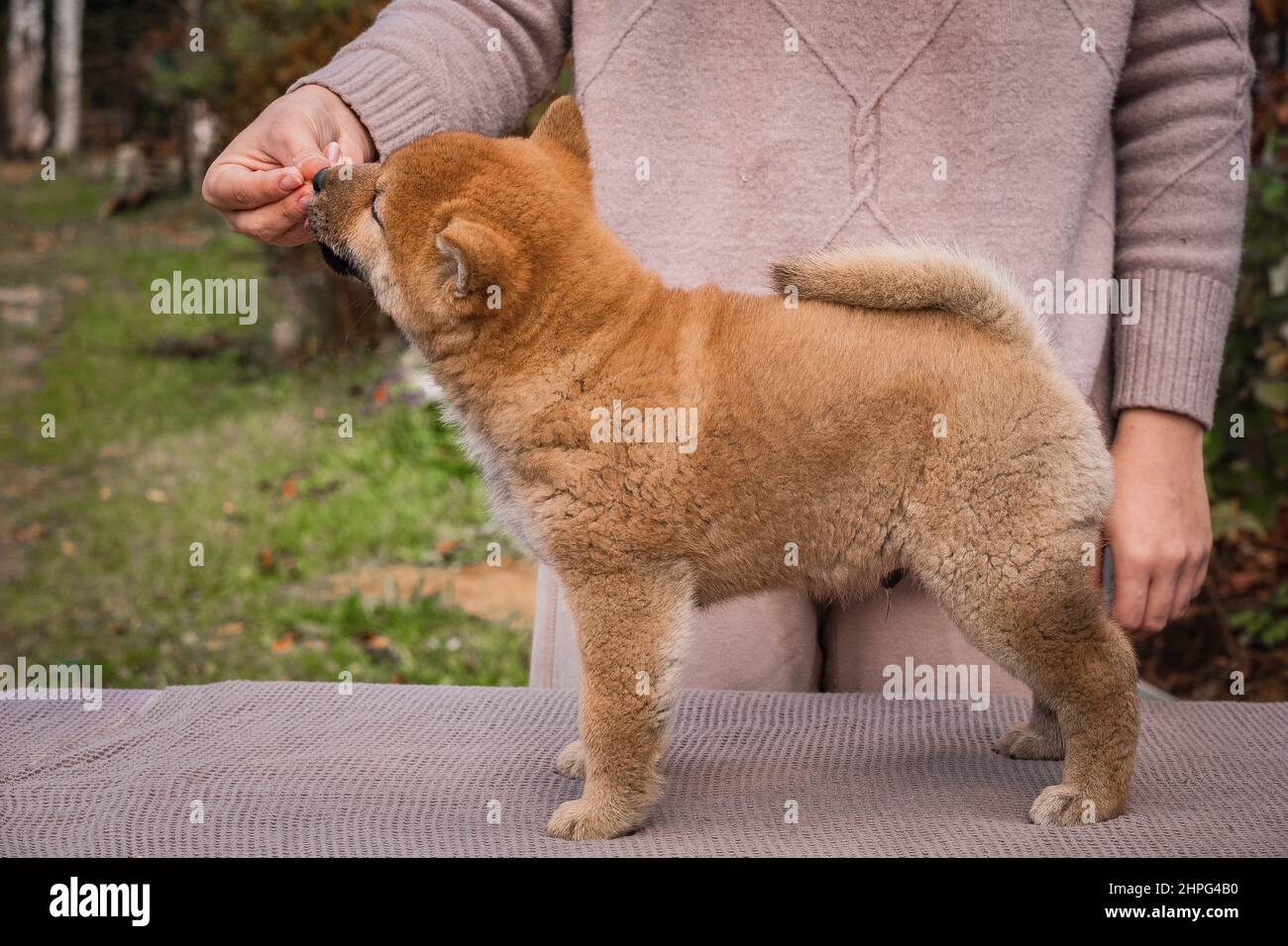 Shiba inu puppies hi-res stock photography and images - Alamy