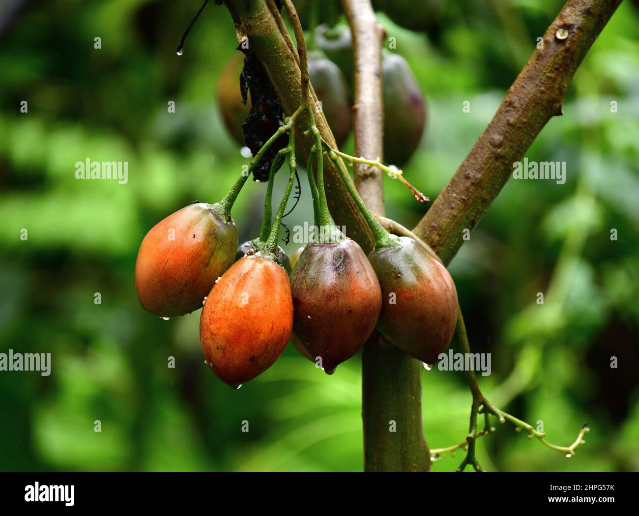 Arbol de colombia hi-res stock photography and images - Alamy