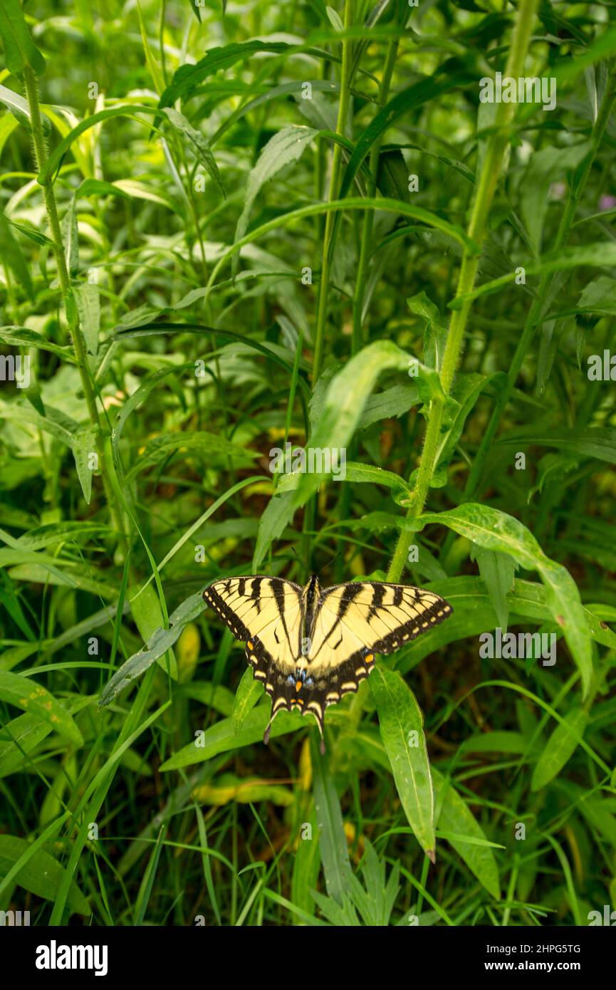 Canadian tiger swallowtail butterfly (Papilio canadensis) flying over ...
