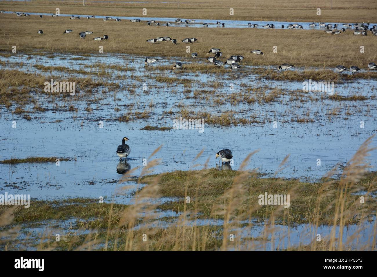 Group of geese wading in swamp Stock Photo - Alamy