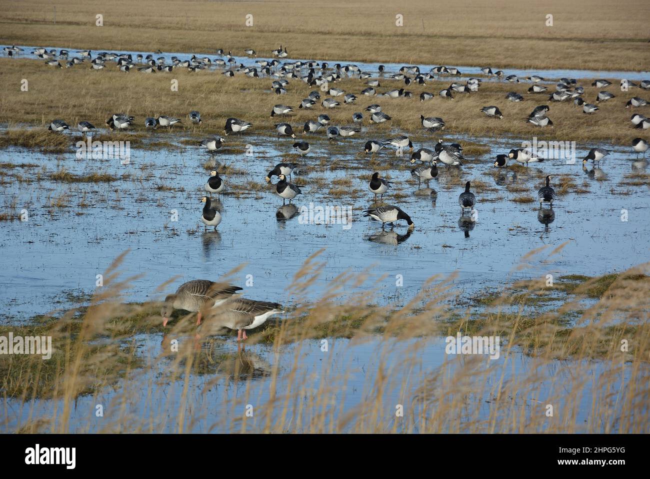 Group of geese wading in swamp Stock Photo - Alamy