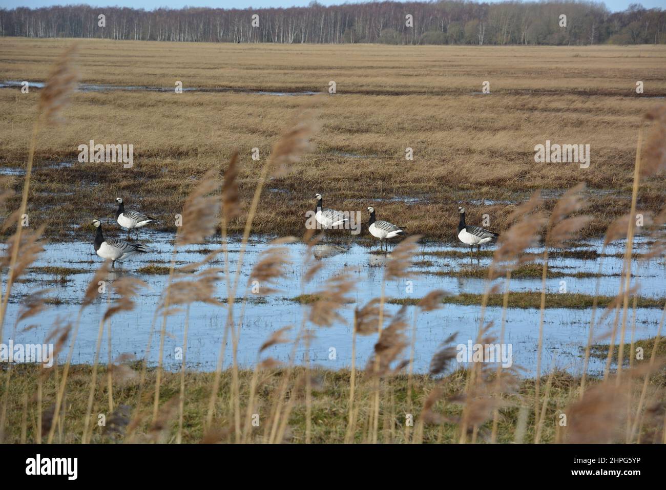 Group of geese wading in swamp Stock Photo - Alamy