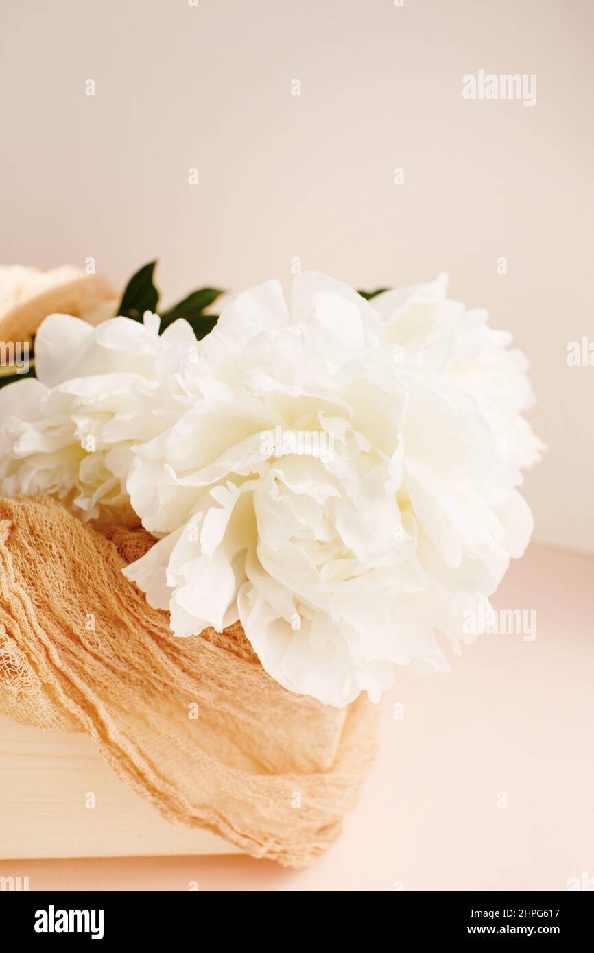 Flower composition with white peonies over peach color background ...