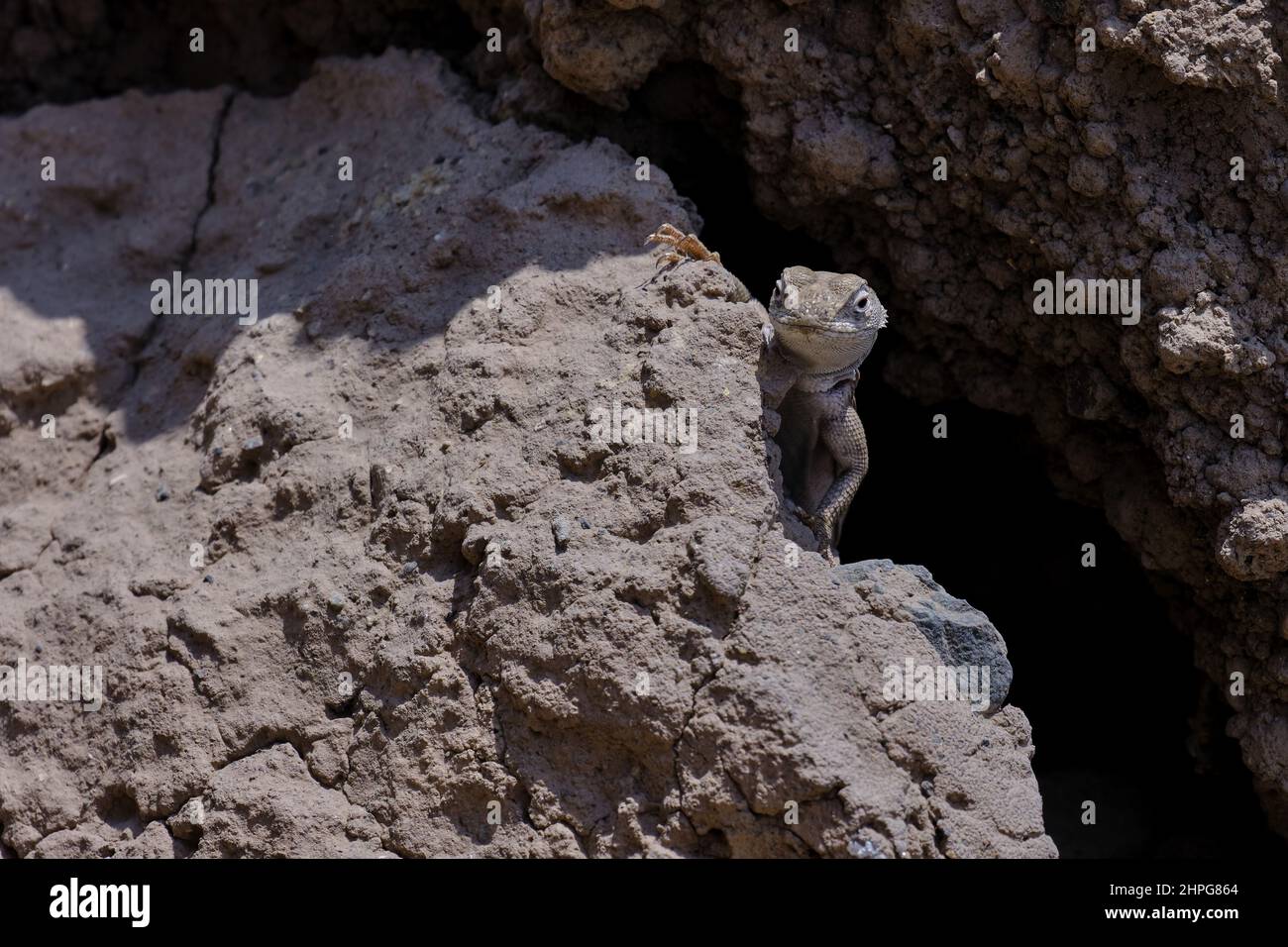 Lizard of the hills (Microlophus tigris), beautiful endemic specimen of ...