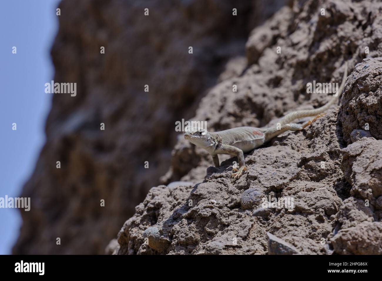 Lizard of the hills (Microlophus tigris), beautiful endemic specimen of ...