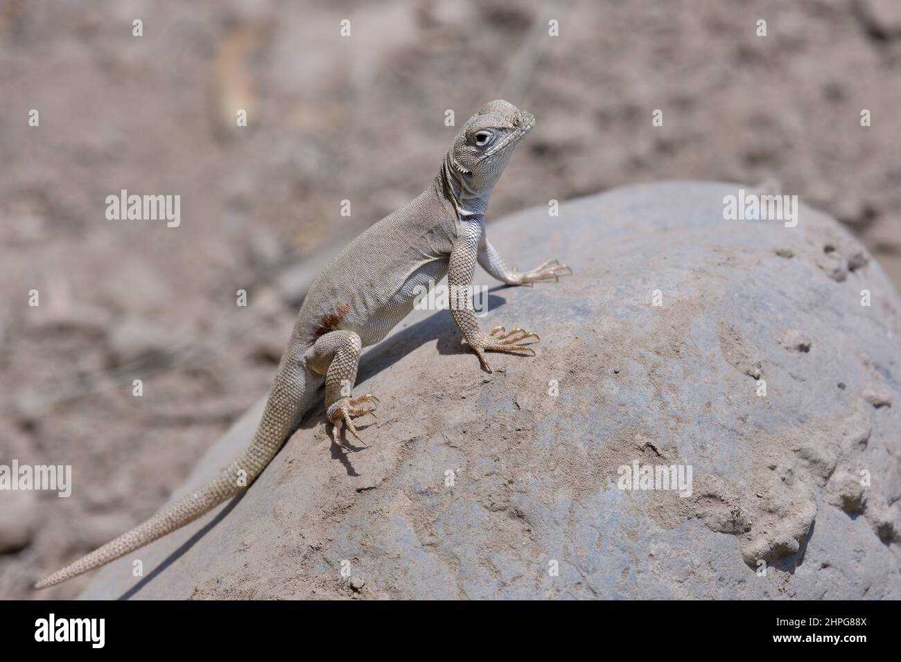 Lizard of the hills (Microlophus tigris), beautiful endemic specimen of ...